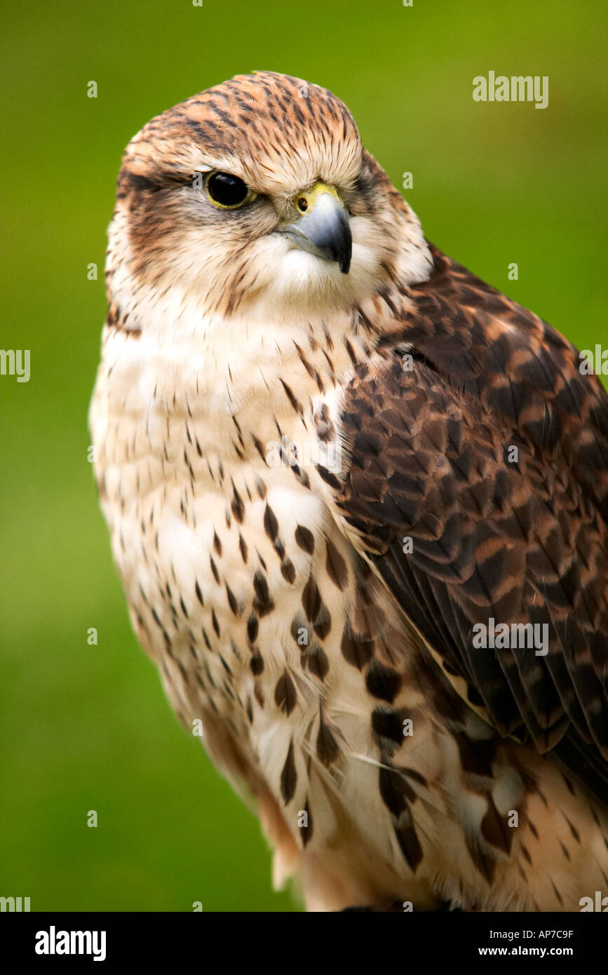 Hybrid Saker Merlin Gyr Falcon Stock Photo - Alamy