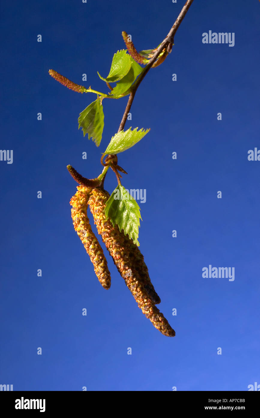 Birch tree catkins and leaves Normal Depth of focus Stock Photo - Alamy