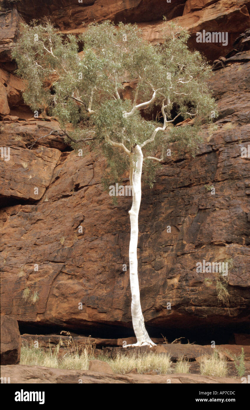 Ghost Gum Northern Territory Australia Stock Photo - Alamy