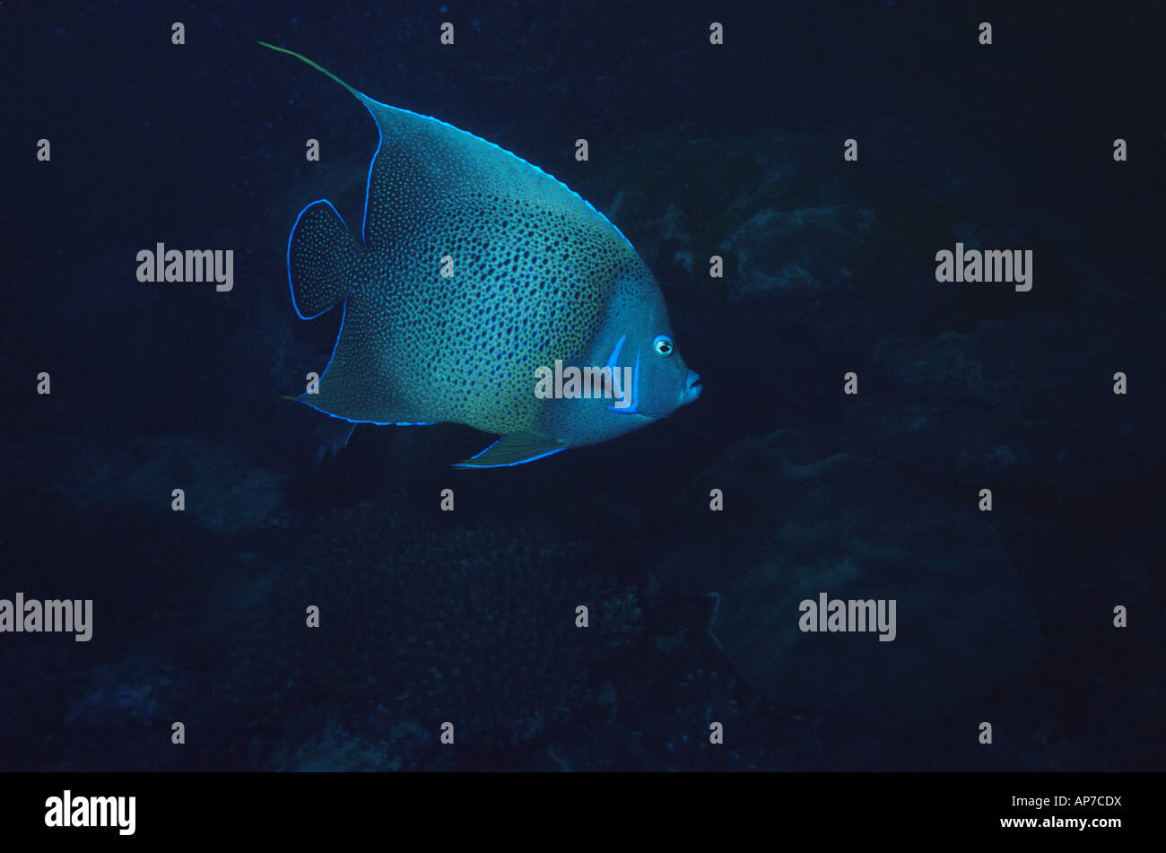 Coloured fish semi circled angelfish hi-res stock photography and ...