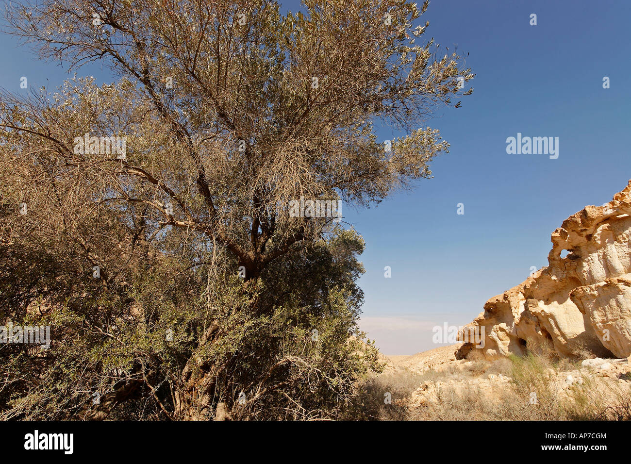Israel ancient Olive tree in the Negev desert Stock Photo - Alamy