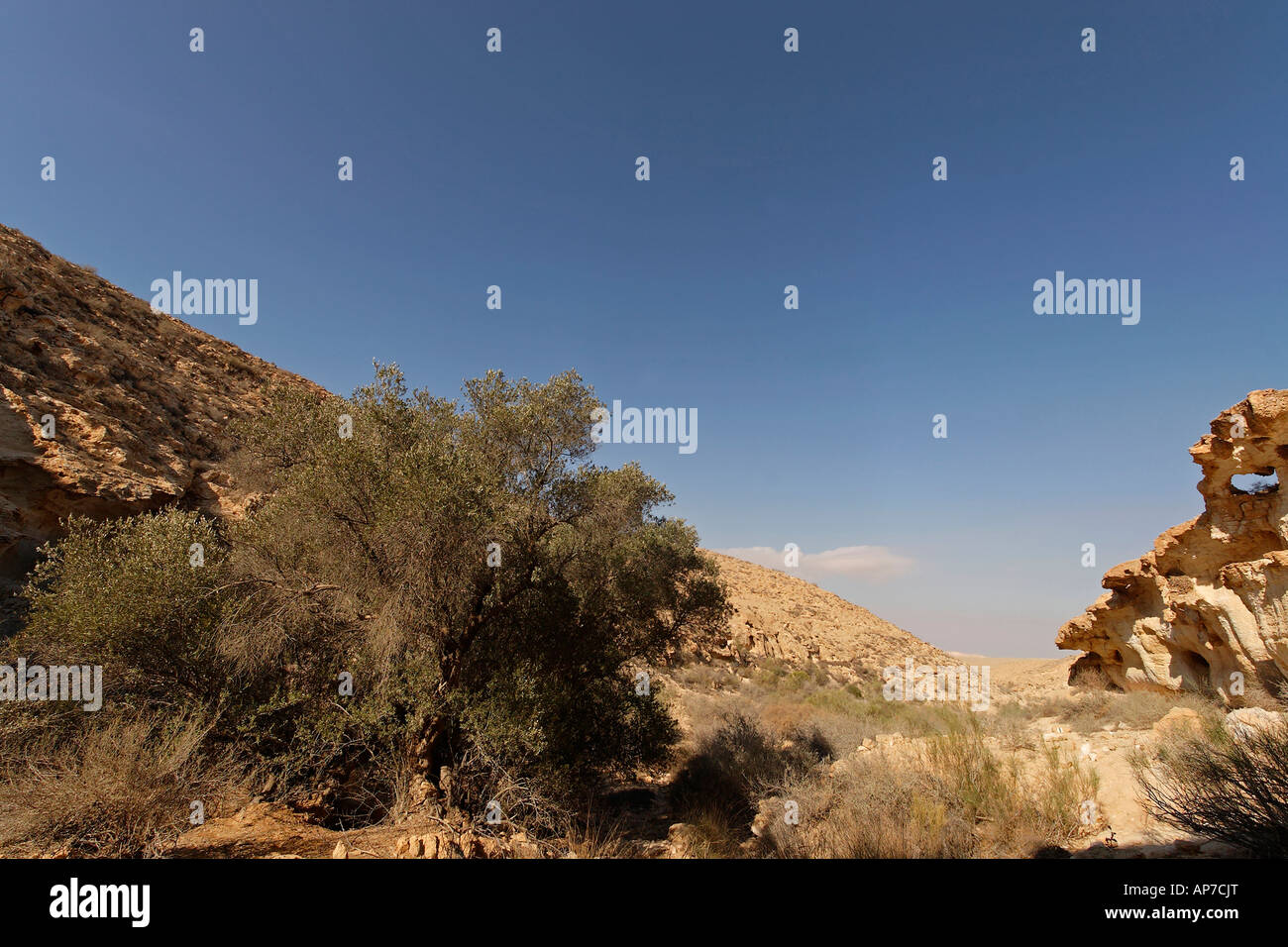 Israel ancient Olive tree in the Negev desert Stock Photo - Alamy