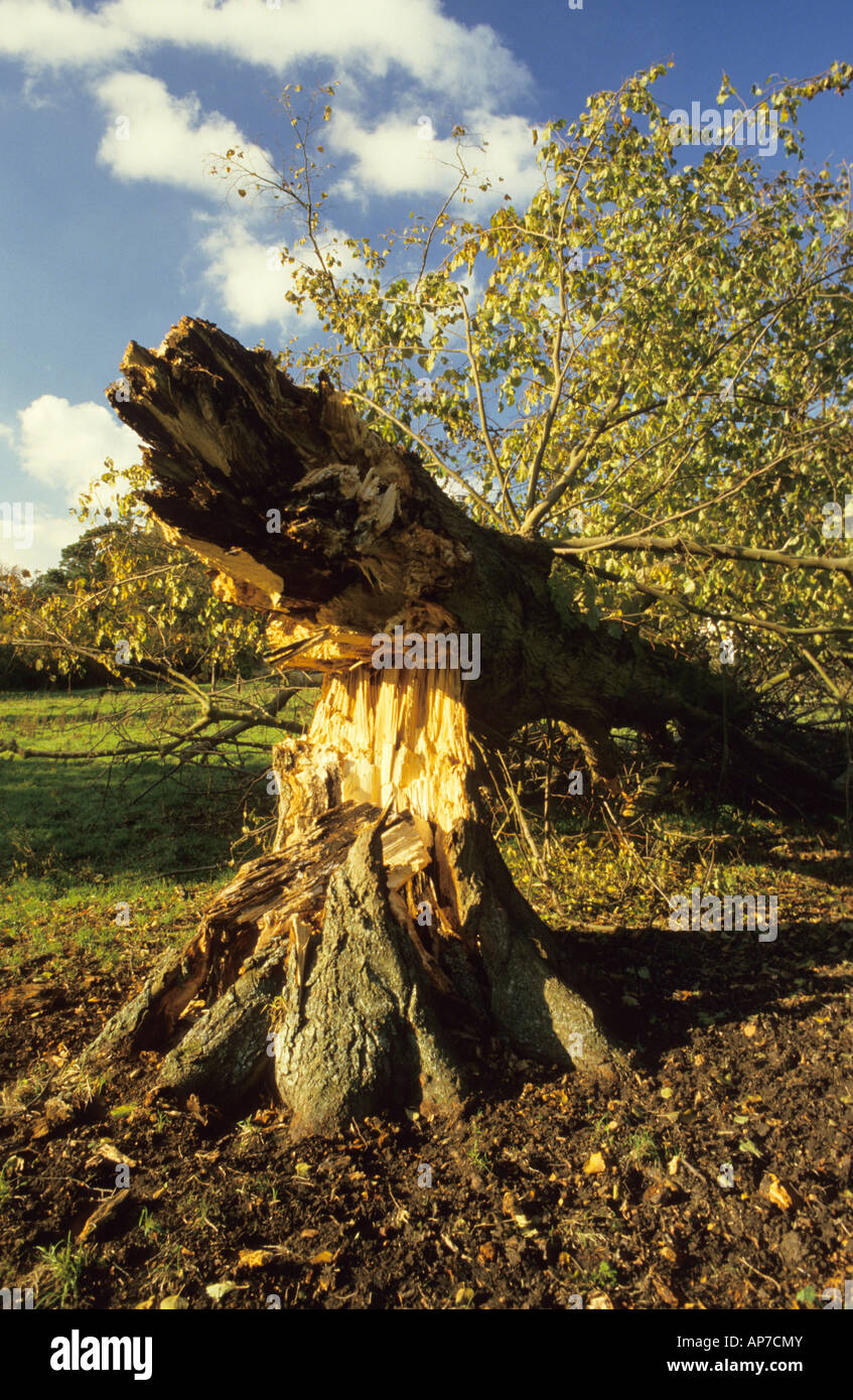 Storm damaged tree, Wiltshire, UK Stock Photo - Alamy