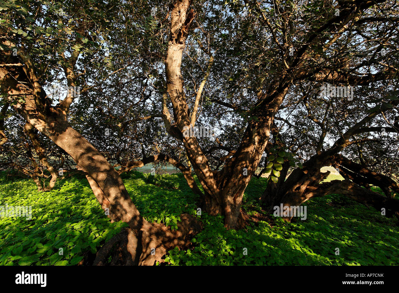 Carob tree israel hi-res stock photography and images - Alamy