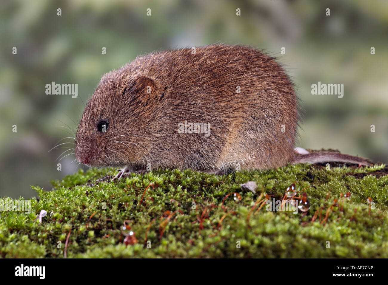 Short Tailed Vole Microtus agrestis looking alert Potton Bedfordshire ...