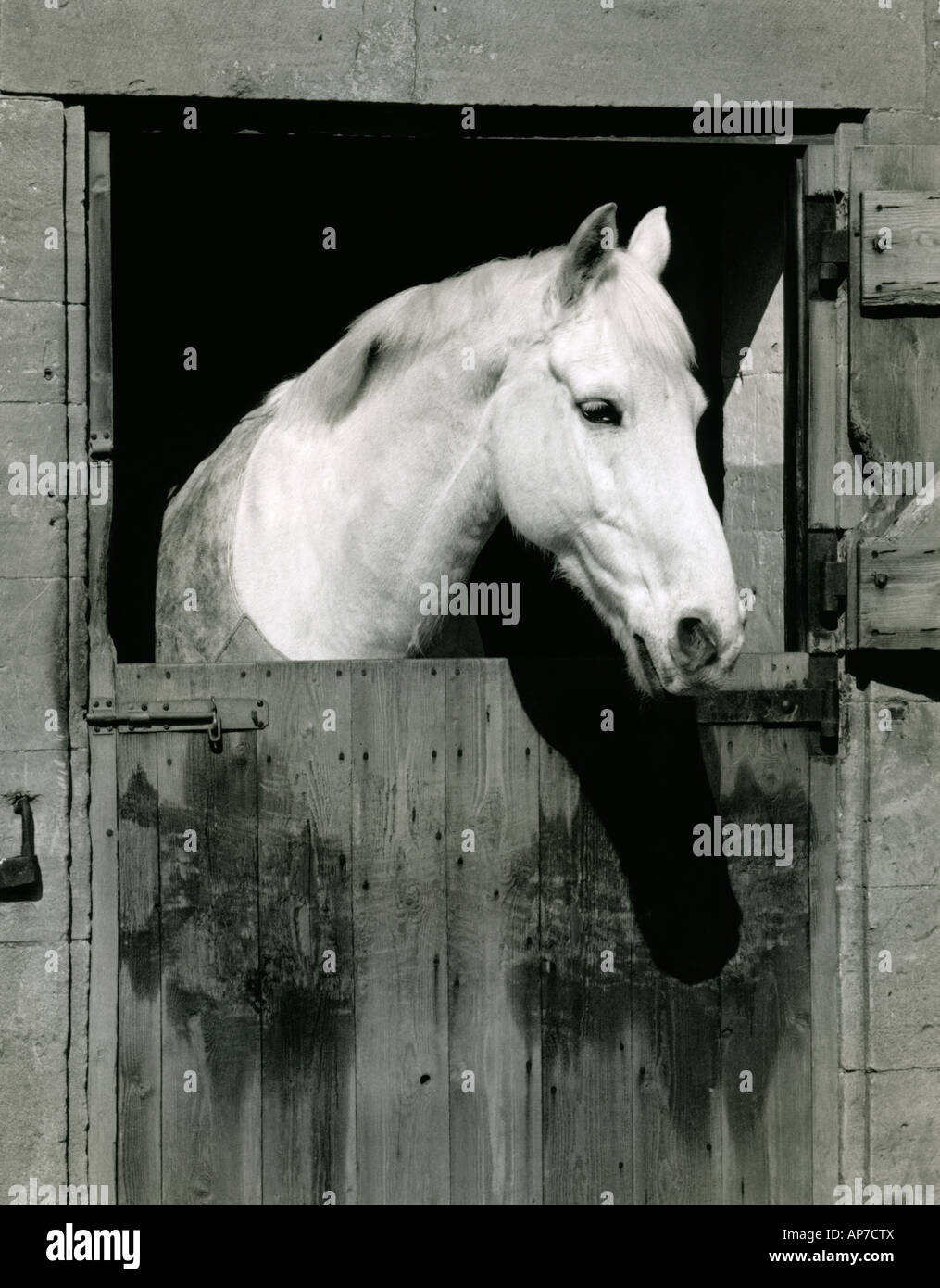 Stabled horse, Cotswolds, UK Stock Photo - Alamy