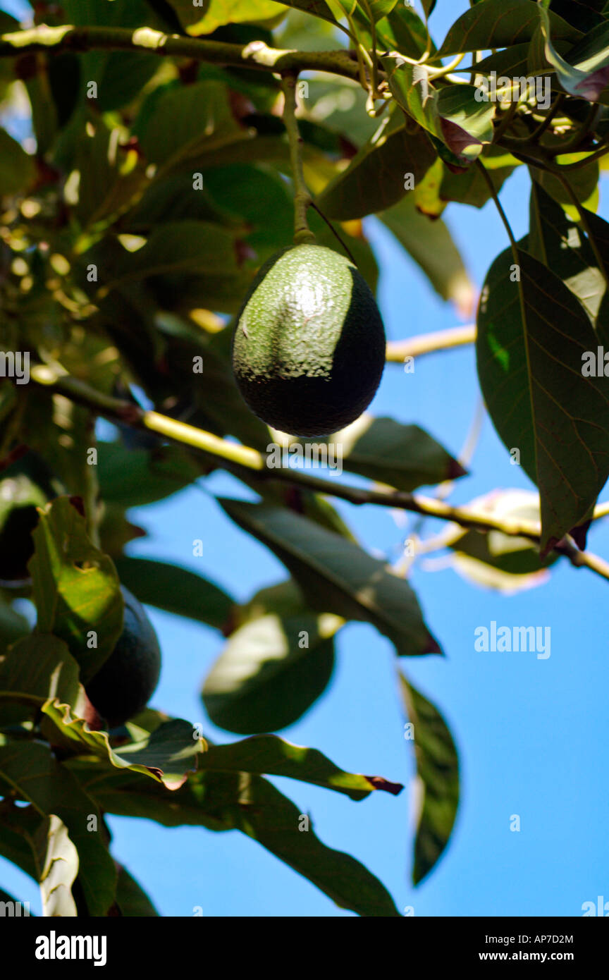 Israel Sharon district Avocado plantation Ripe fruit on the tree before ...