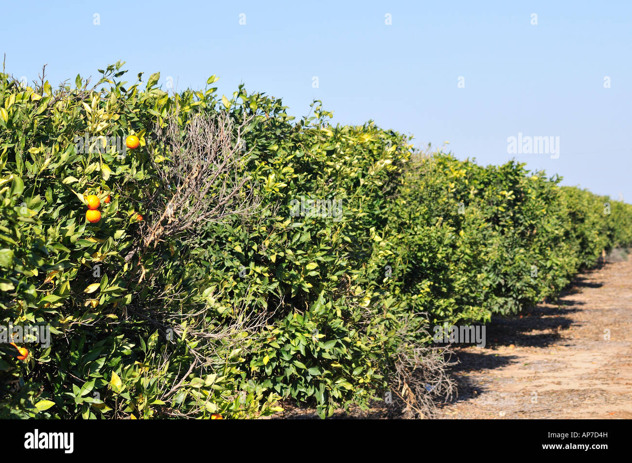 Israel Sharon district Citrus Grove clementine plot pruned trees after ...