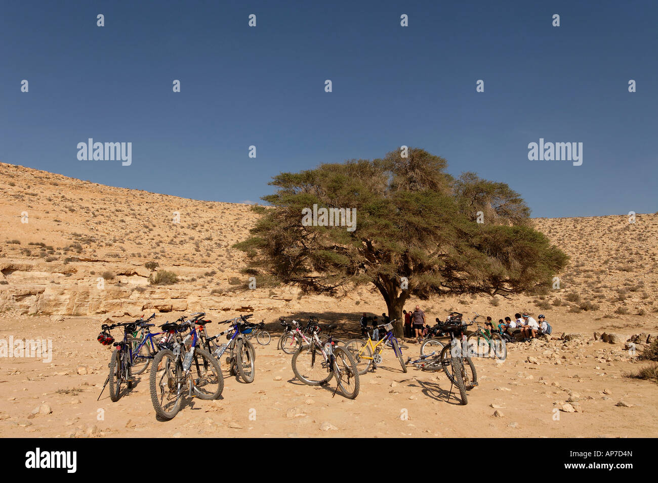 Israel Acacia tree in the Negev desert Stock Photo - Alamy