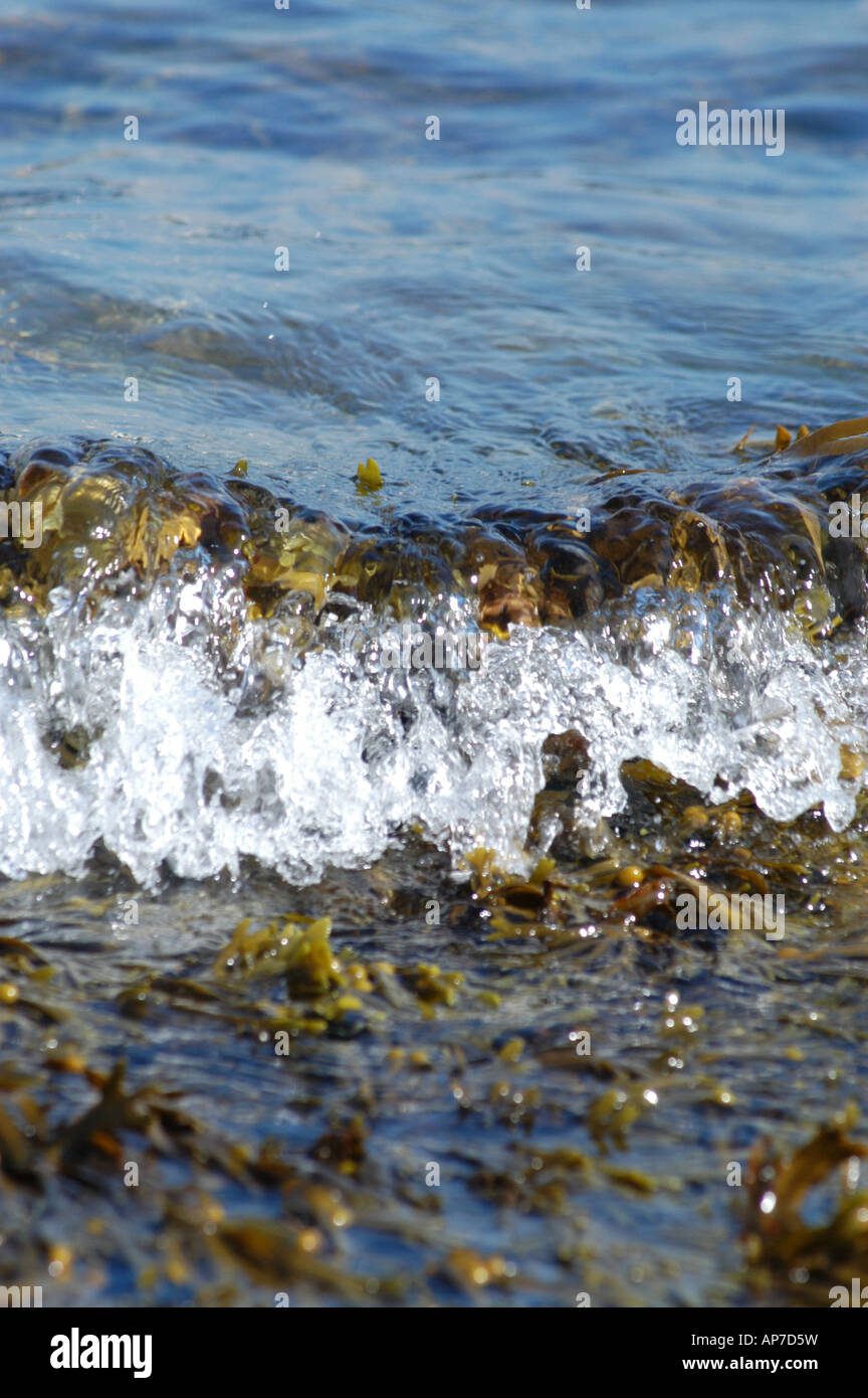 Edible seaweed britain hi-res stock photography and images - Alamy