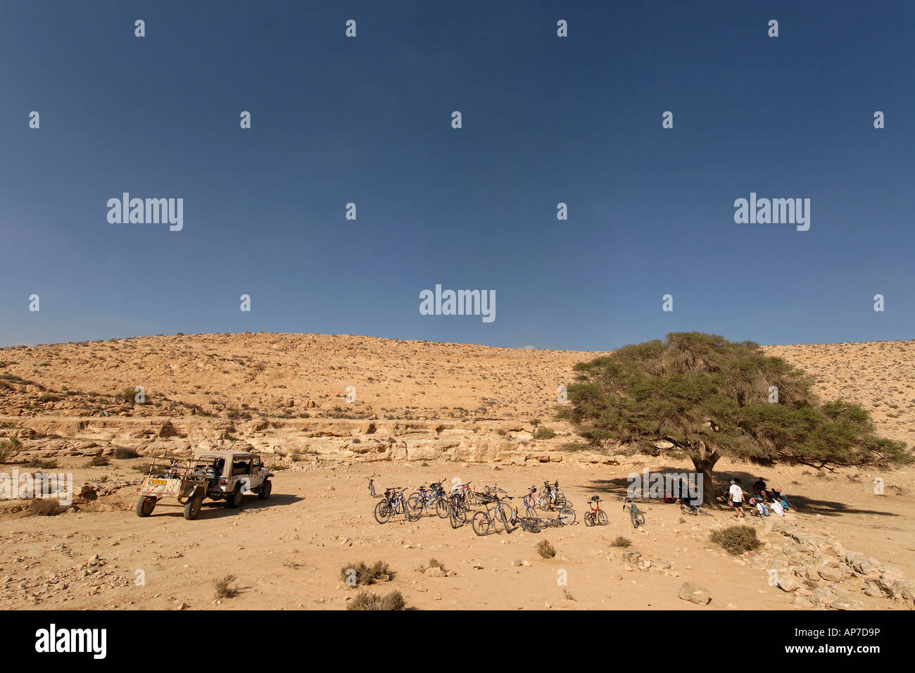 Israel Acacia tree in the Negev desert Stock Photo - Alamy