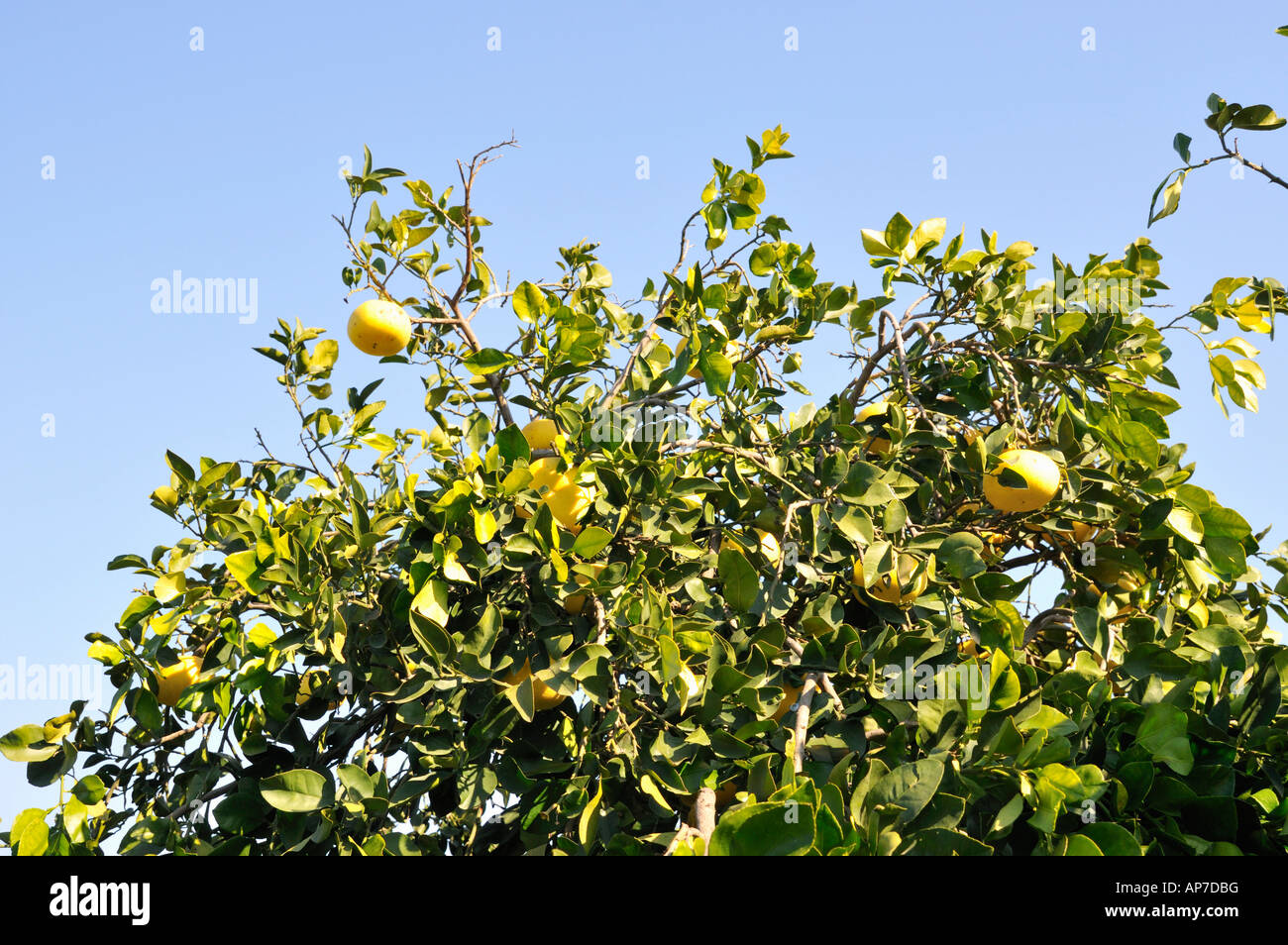Israel Sharon district Citrus Grove Grapefruit trees Stock Photo - Alamy