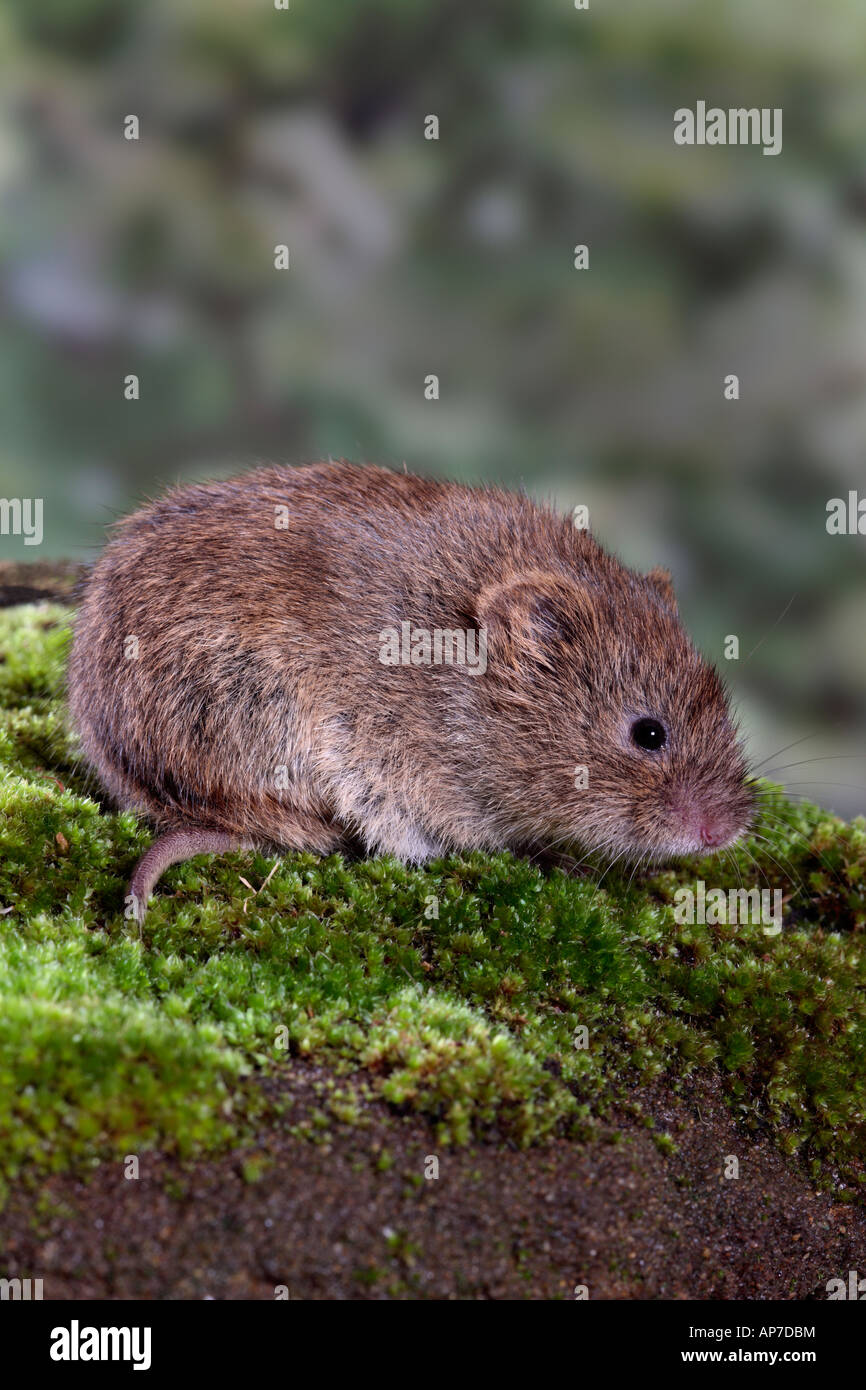 Microtus agrestis uk england hi-res stock photography and images - Alamy