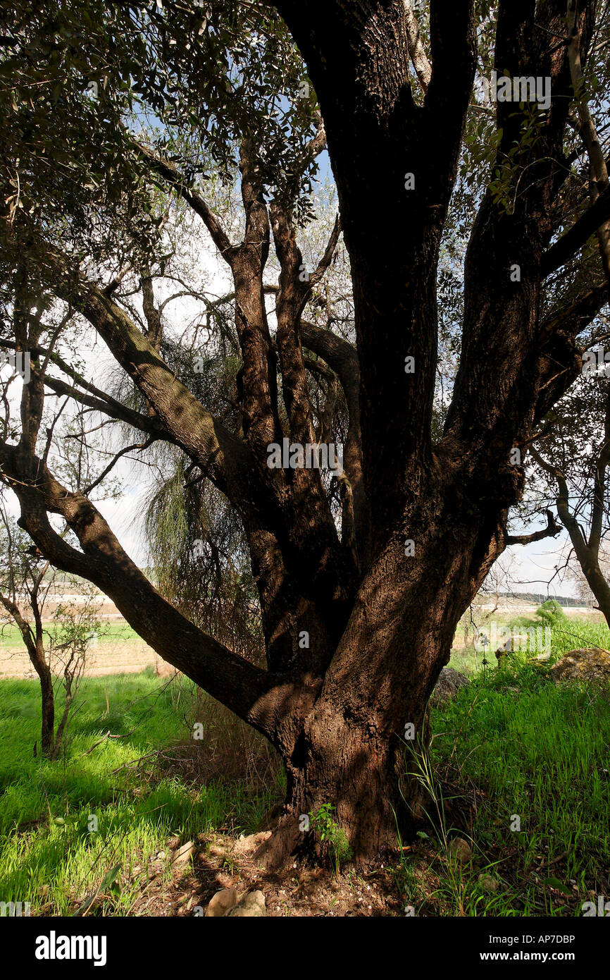 Israel Shephelah region Almond tree Amygdalus Communis Stock Photo - Alamy