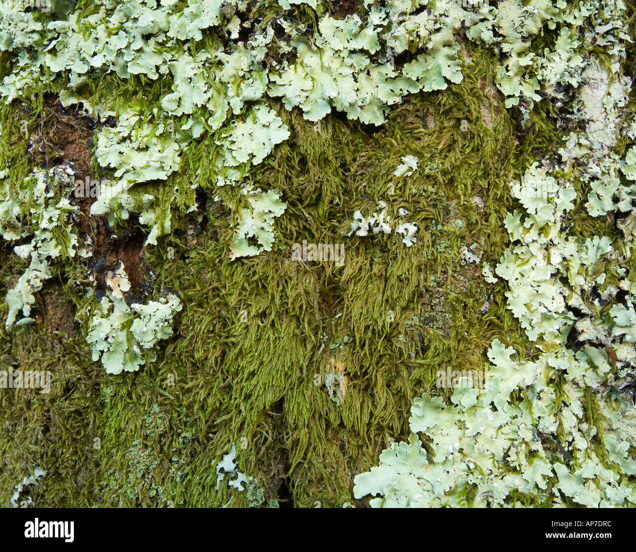 Close up of Lichen and Moss on a Oak Tree Rhinefield Walk New Forest UK ...