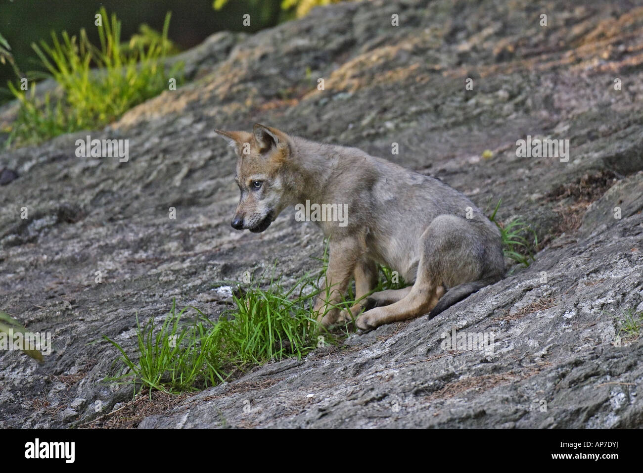 Junger Wolf, child, baby, Canis lupus, wolves Stock Photo - Alamy