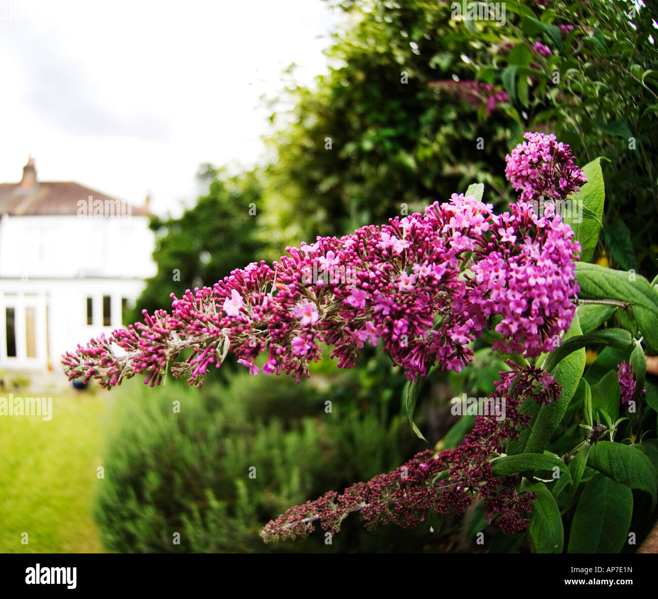 Buddleia blossom in garden Stock Photo - Alamy