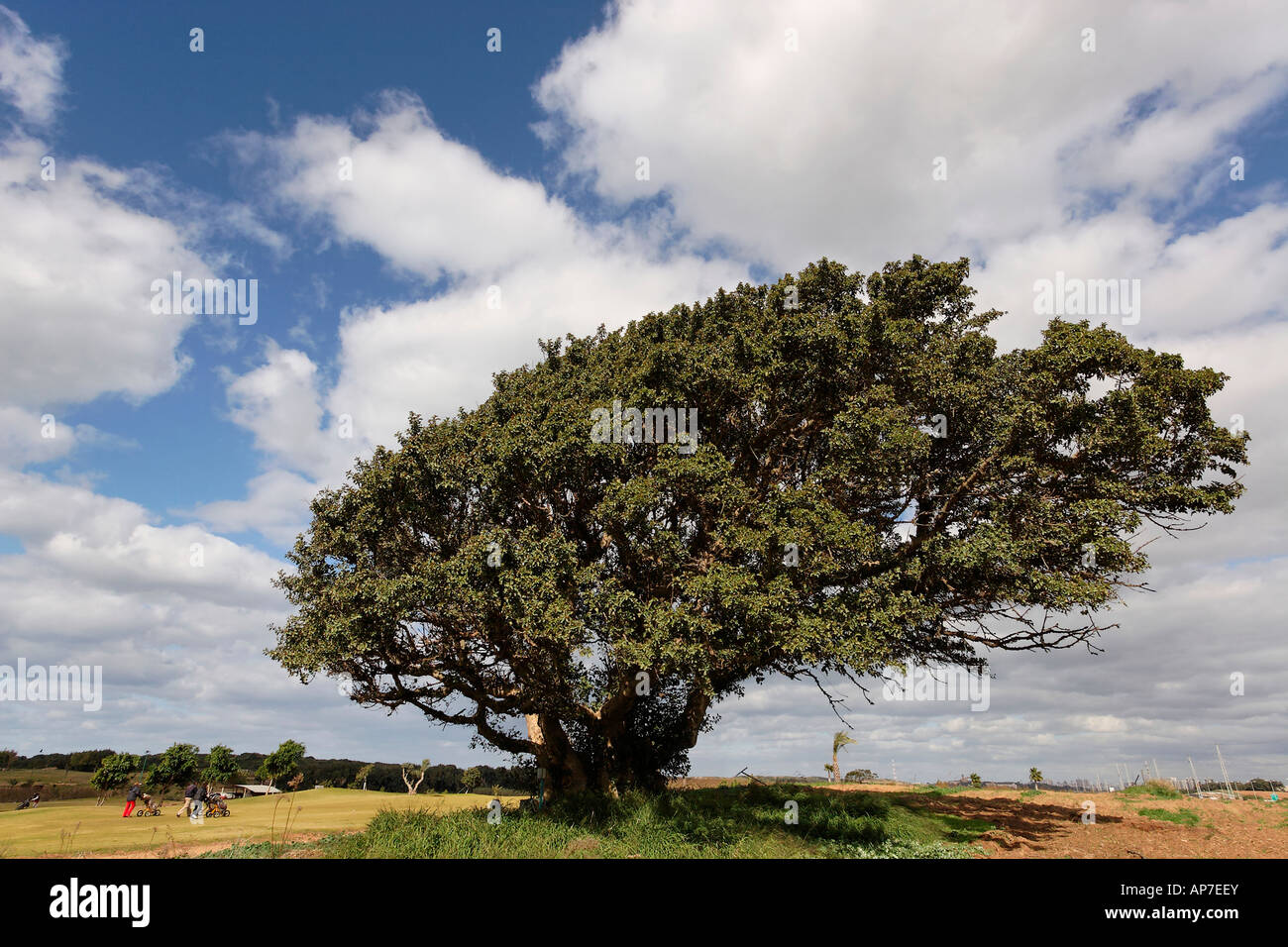 Sycamore tree in Ga ash Sharon region Israel Stock Photo - Alamy