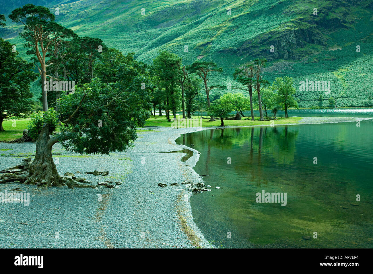 Pine and Cedar Trees Below Fleetwith Pike Reflected Onto The Lakes ...