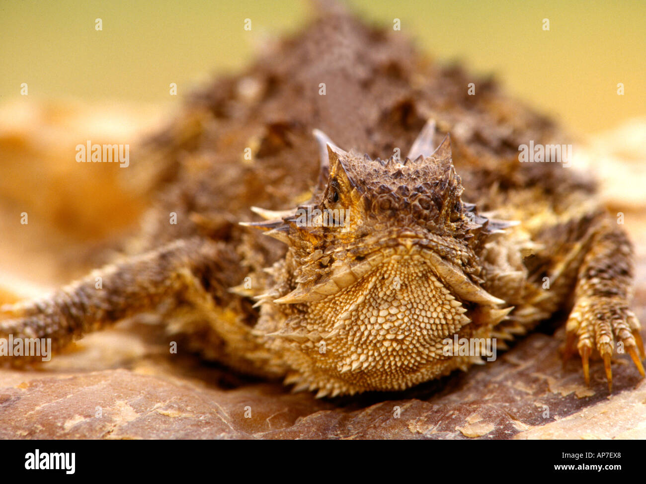 Horned toad hi-res stock photography and images - Alamy