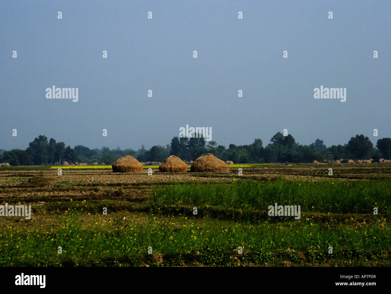 Tarai hi-res stock photography and images - Alamy