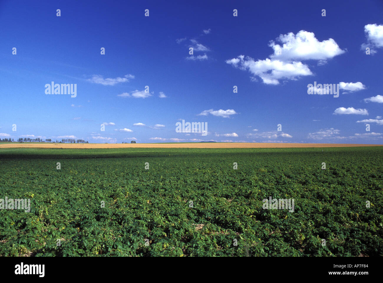 potato field in canada Stock Photo - Alamy