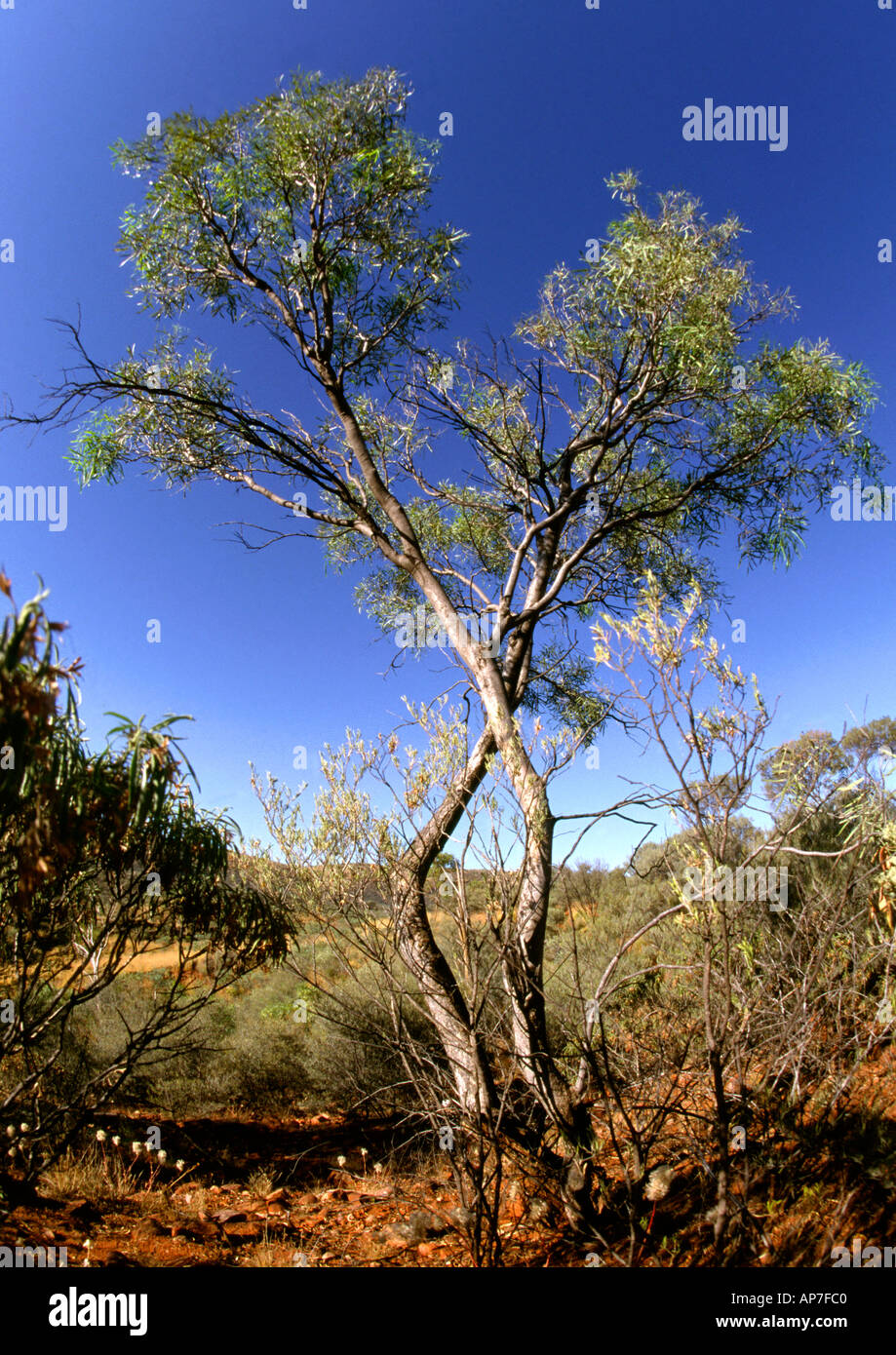 Eucalyptus Gum Tree Northern Territory Australia Stock Photo - Alamy