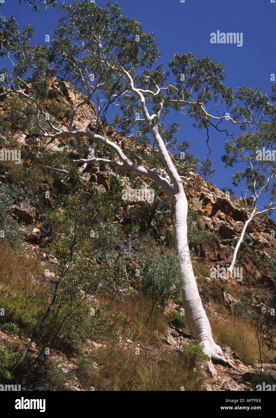 Ghost Gum Tree in the Western MacDonnell Ranges NT Australia Stock ...