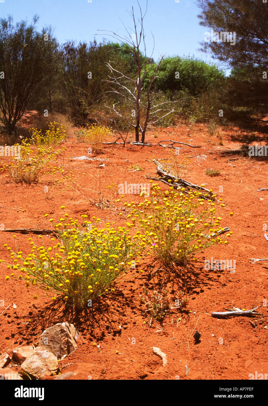 Yellow Billy Button plant at the Alice Springs Desert Park NT Australia ...