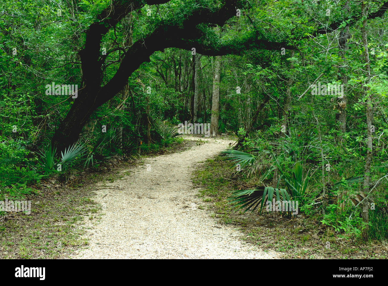 Palmetto State Park near Luling, Texas. This is the home of thousands ...