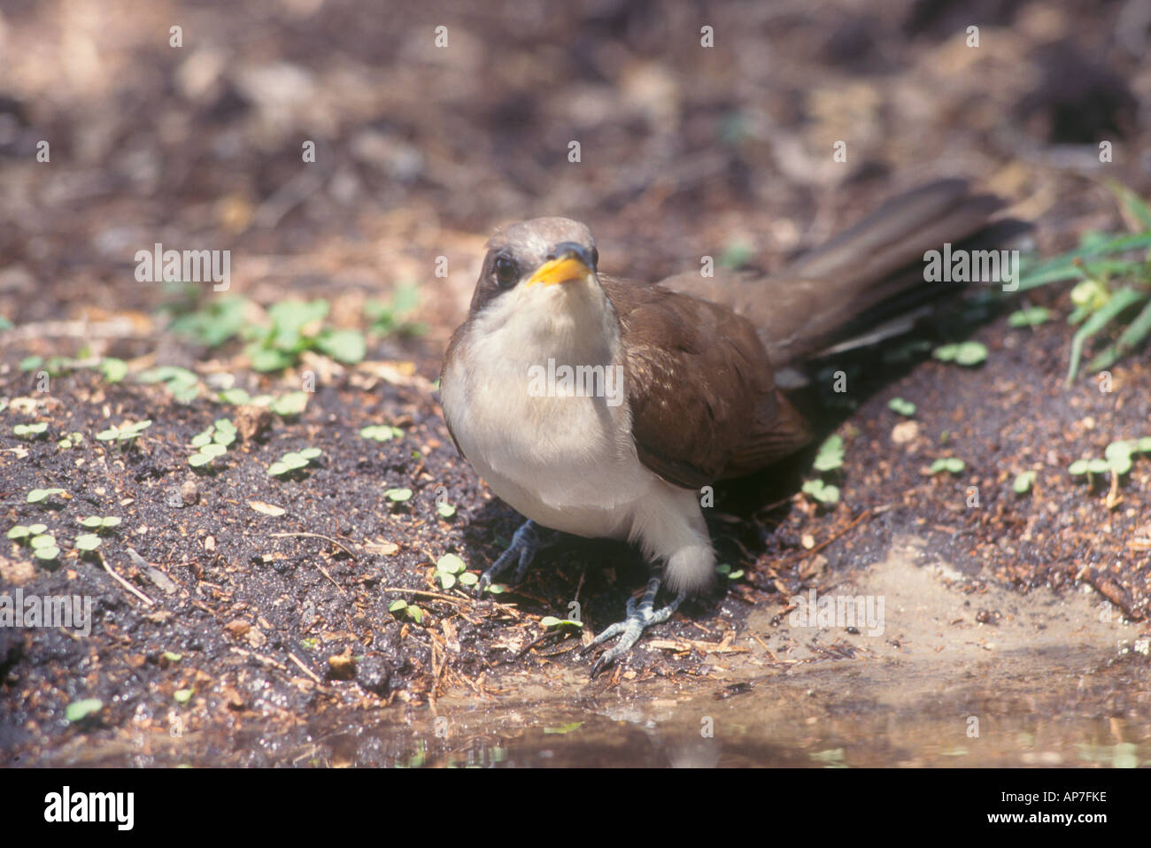 Yellow billed cuckoo Coccyzus americanus drinking at water hole ...