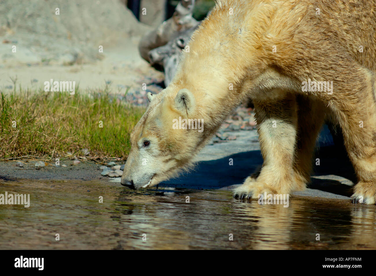 Polar bear drinking water hi-res stock photography and images - Alamy