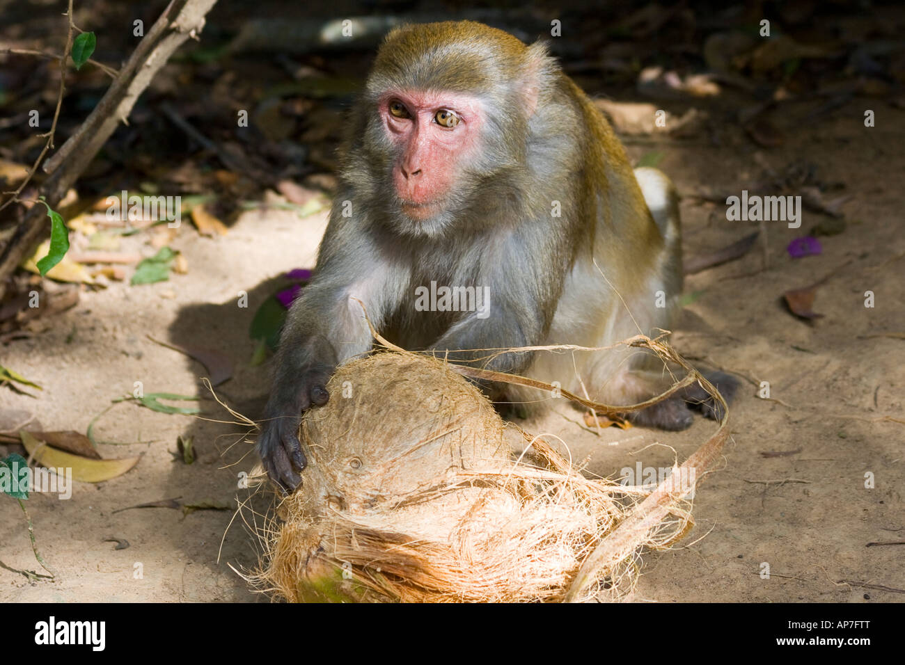 Guangxi or Macaca Mulatta Monkey Monkey Island Hainan Island China ...
