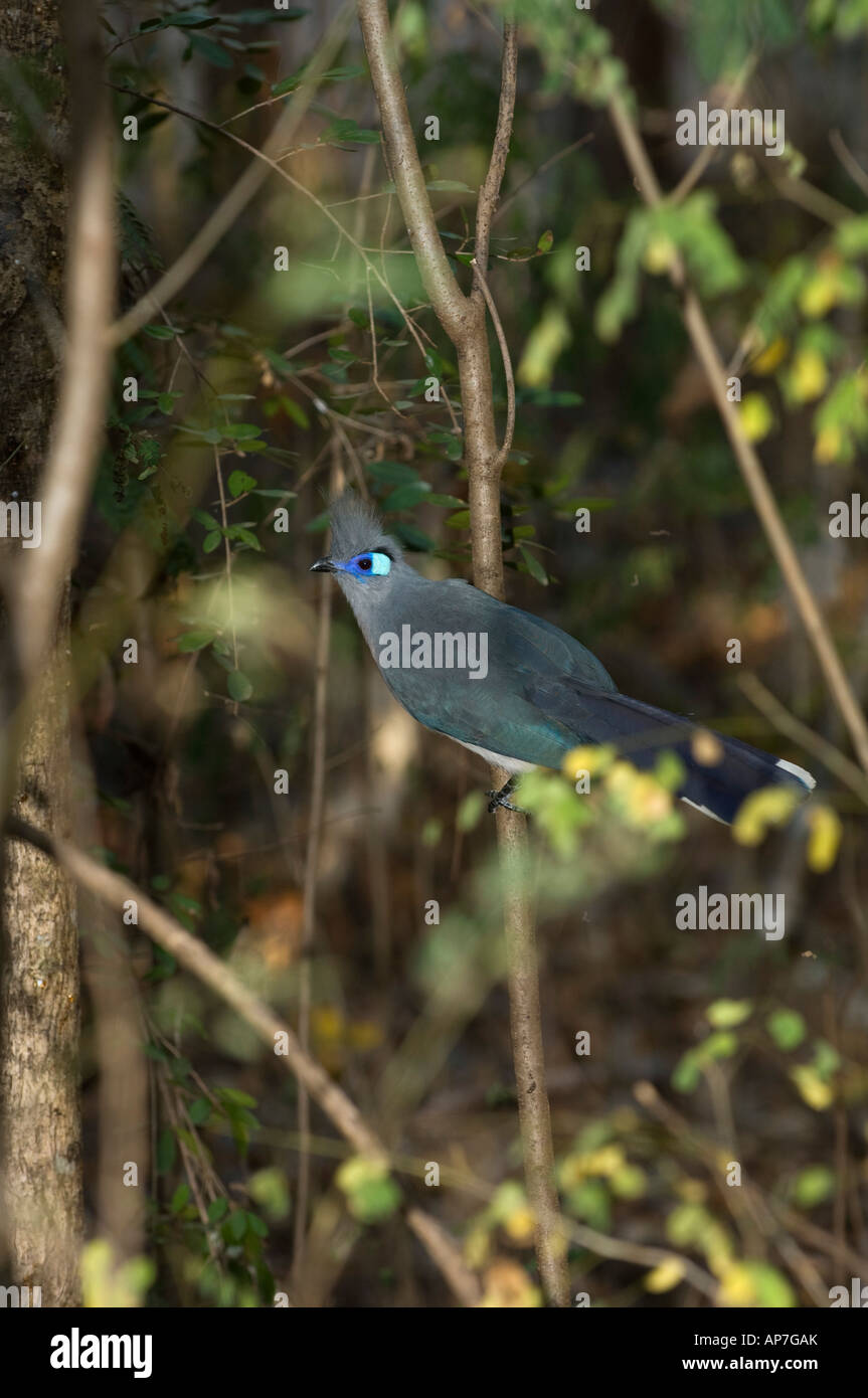 Coua cristata hi-res stock photography and images - Alamy
