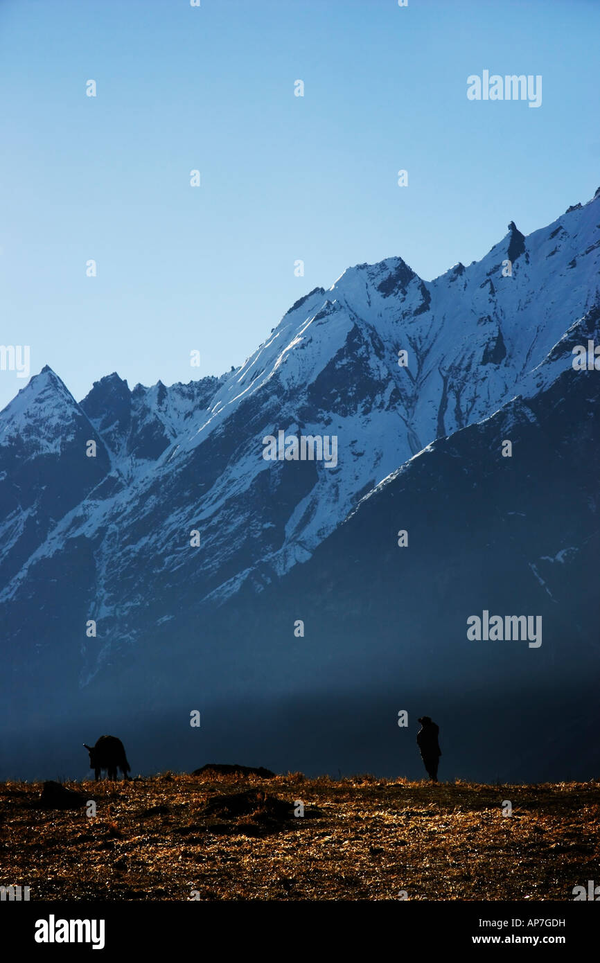 Yak and man in Himalaya Stock Photo - Alamy