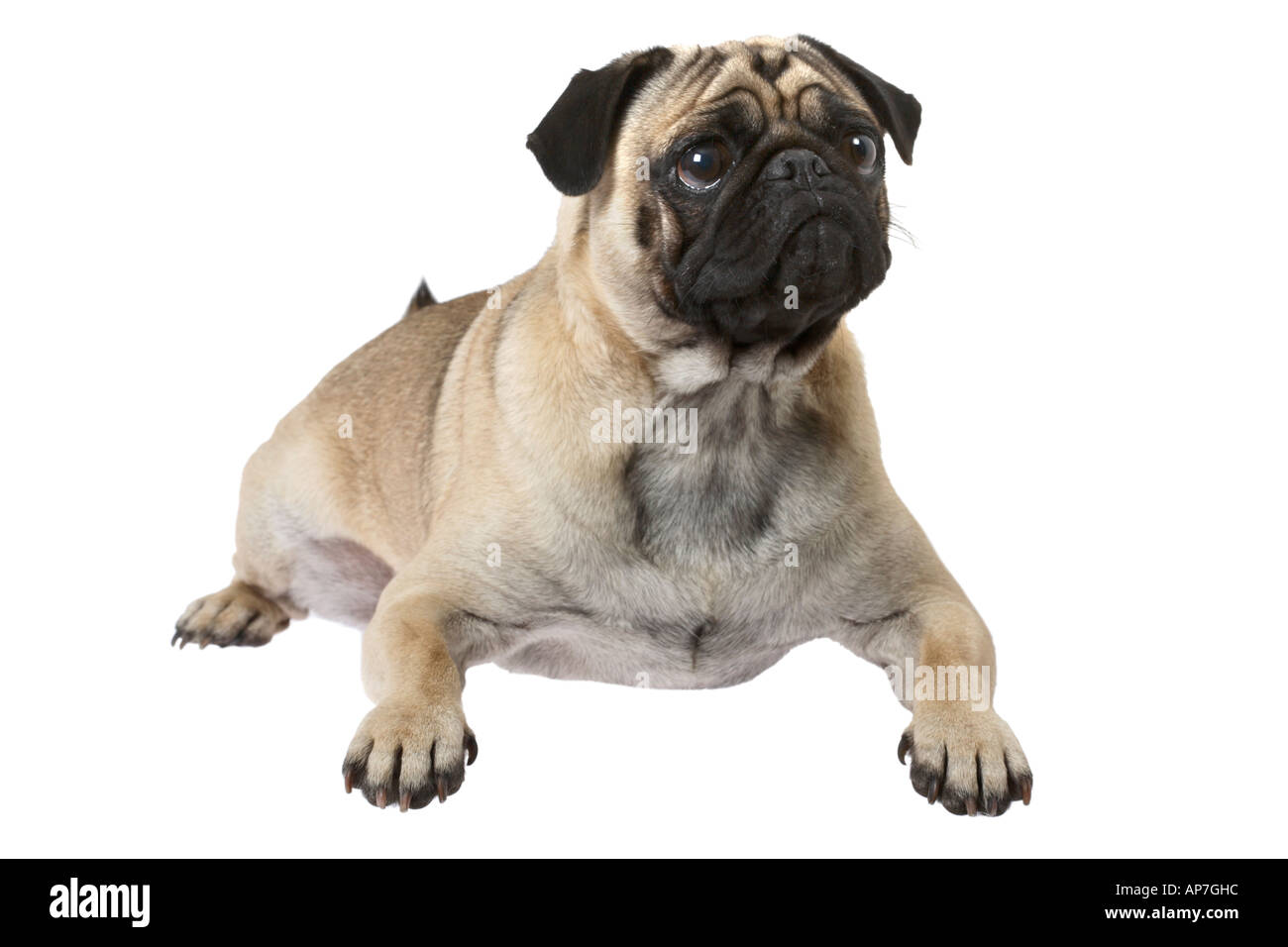 Pug dog laying down Stock Photo - Alamy