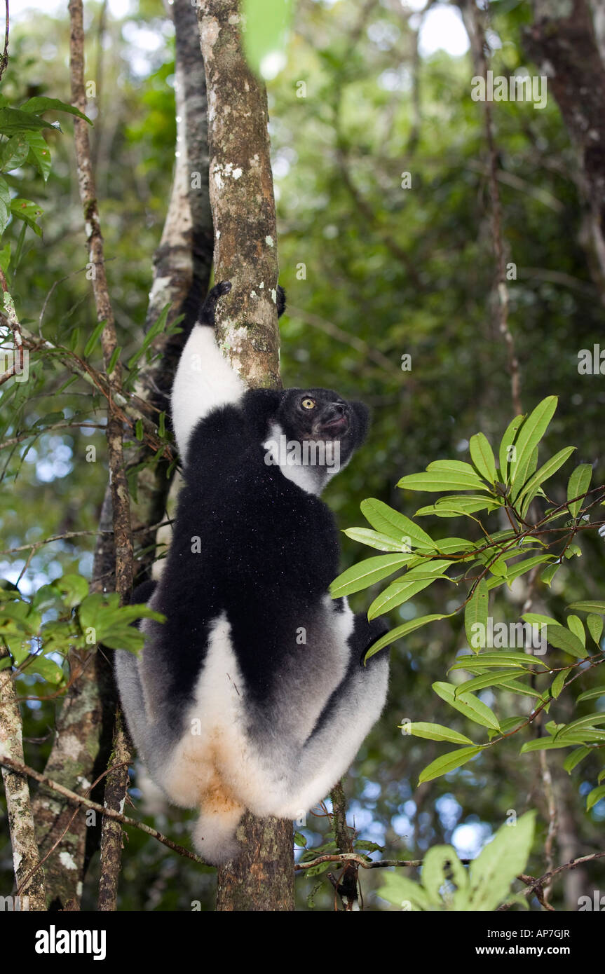 Indri, Indri indri, Analamazaotra Special Reserve, Andasibe-Mantadia ...