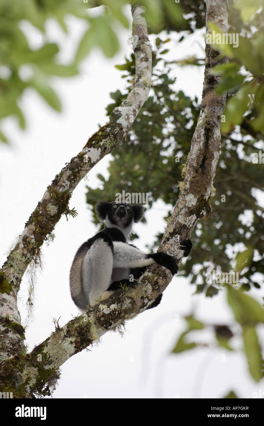 Indri, Indri indri, Analamazaotra Special Reserve, Andasibe-Mantadia ...