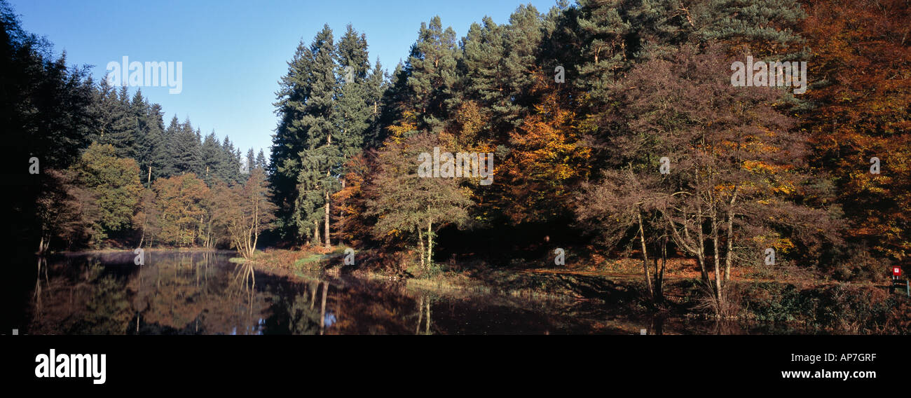 AUTUMN COLOURS SOUDLEY PONDS NR CINDERFORD AUTUMN ROYAL FOREST OF DEAN ...
