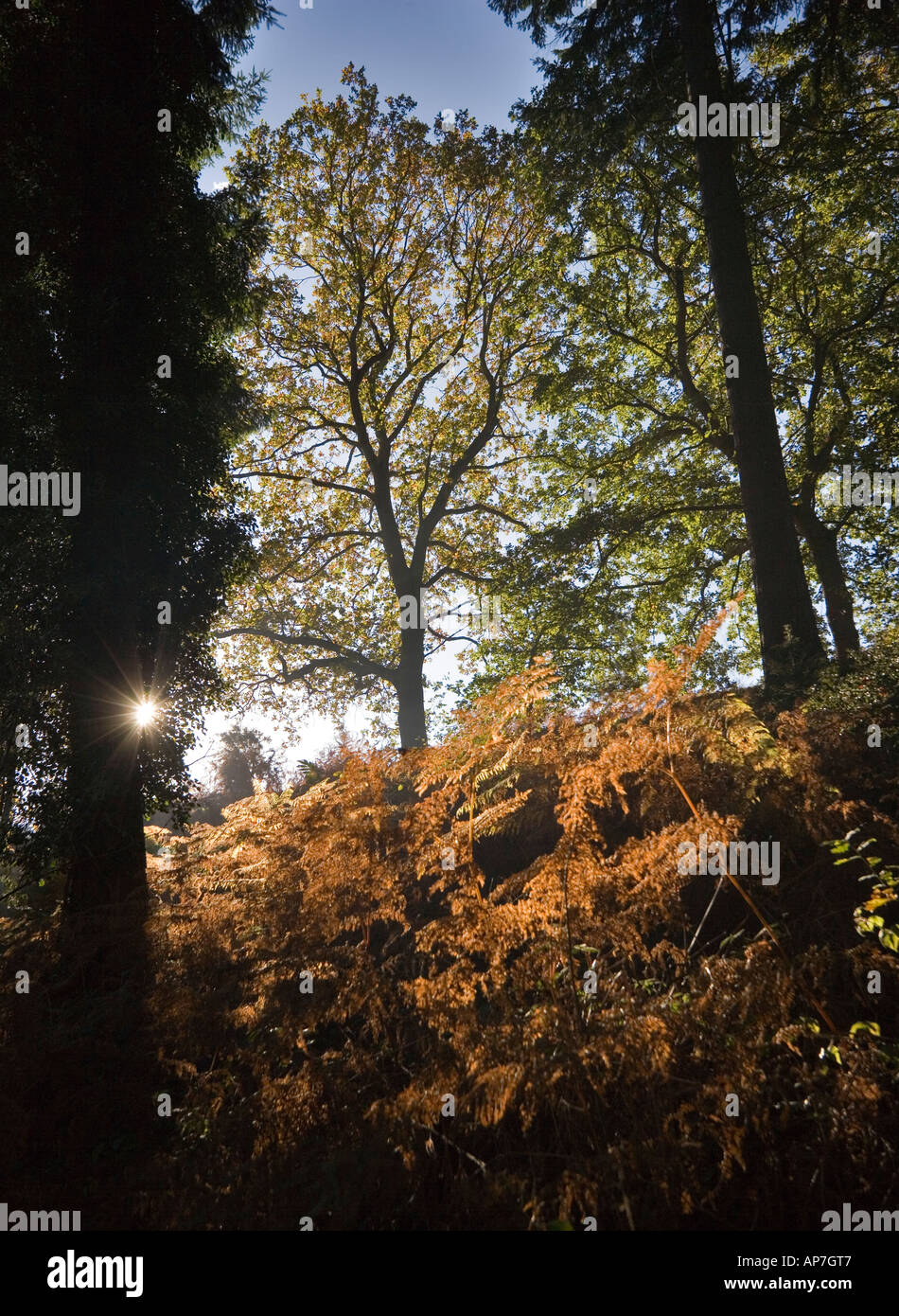 BACK LIT OAK TREE AND FERNS AUTUMN SOUDLEY PONDS ROYAL FOREST OF DEAN ...
