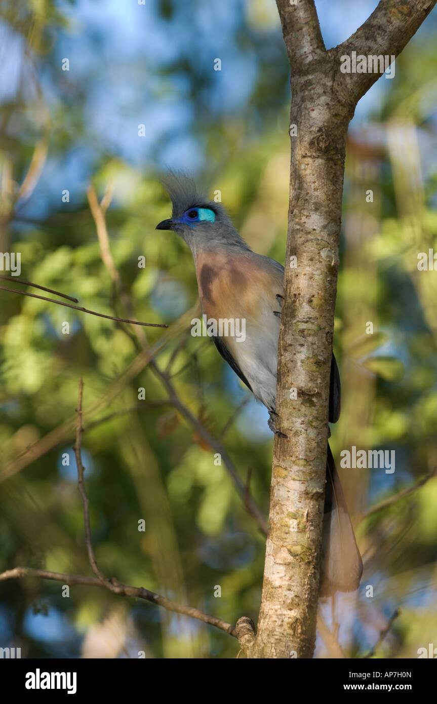 Indian ocean bird hi-res stock photography and images - Alamy