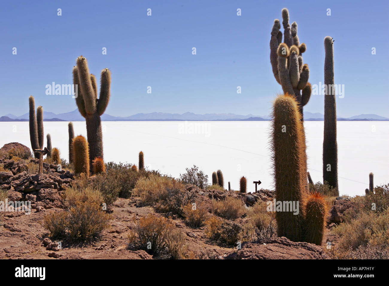 cacti, Fish Island, Salar de Uyuni, Bolivia Stock Photo - Alamy
