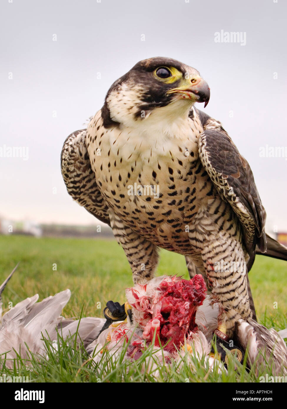 peregrine falcon with kill Stock Photo - Alamy