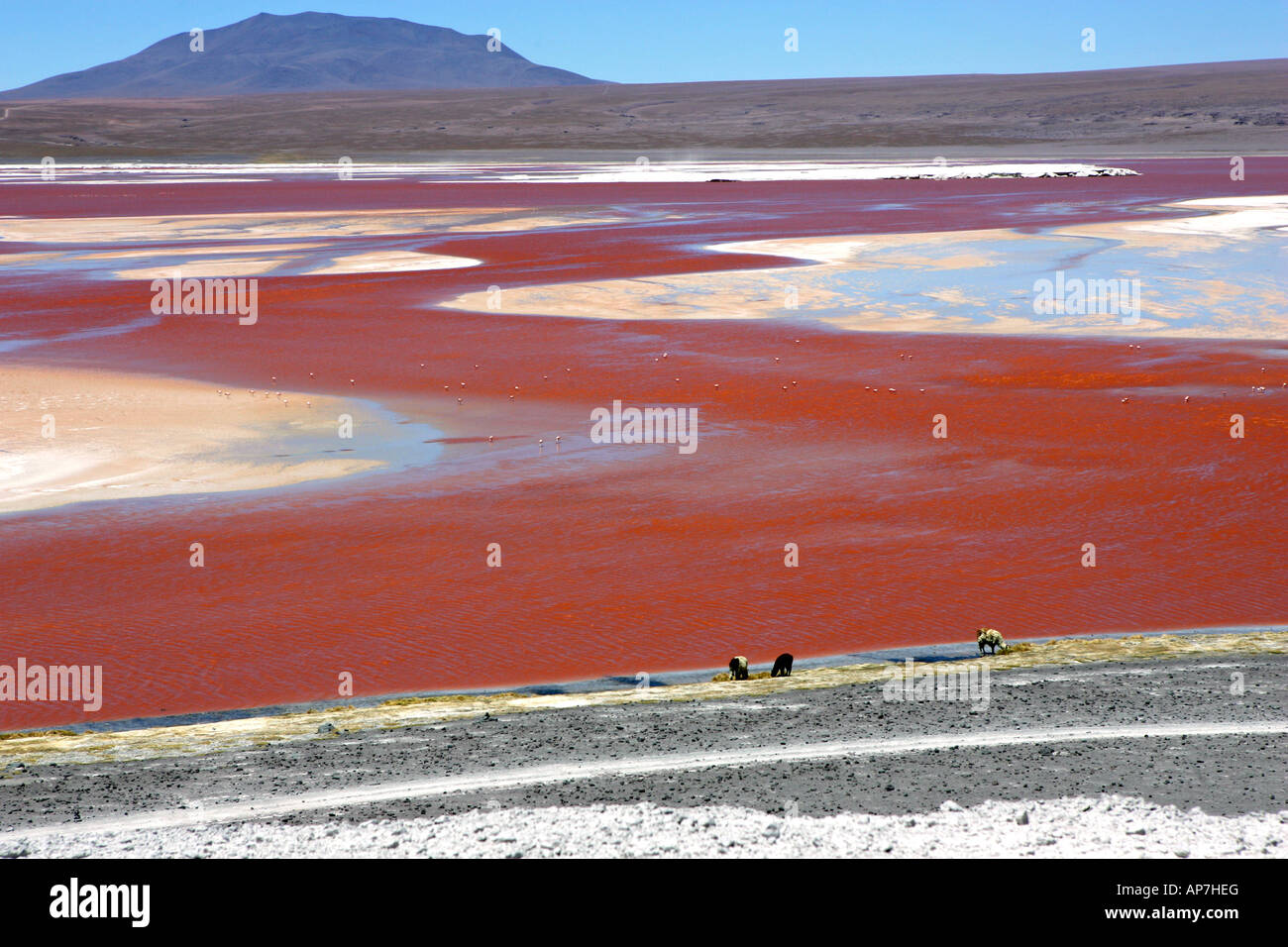 Laguna Colorada, red lagoon, with red algae / pigments and white borax ...