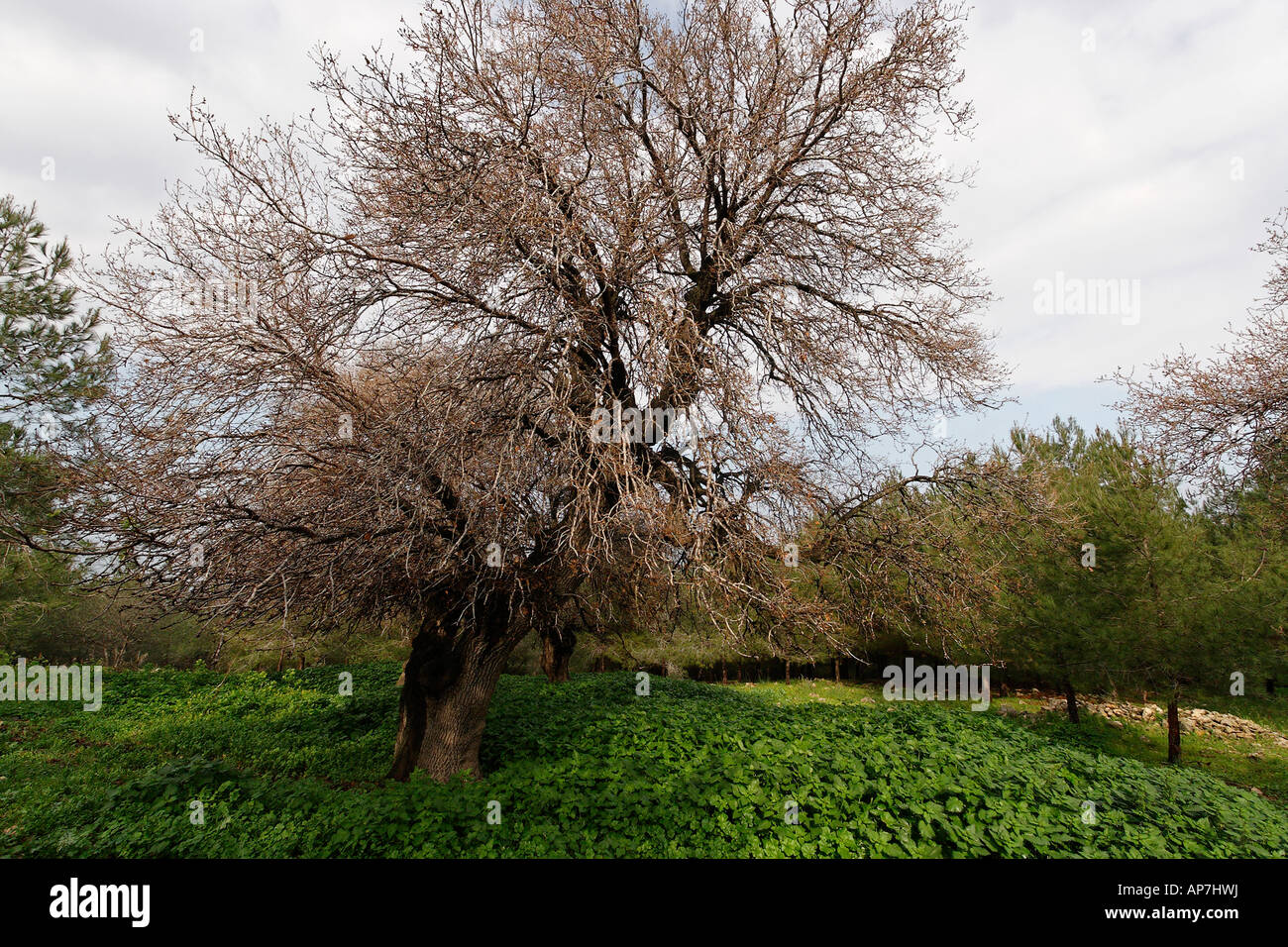 Israel Menashe Heights Mount Tabor Oak Qyercus Ithaburensis tree in Tel ...