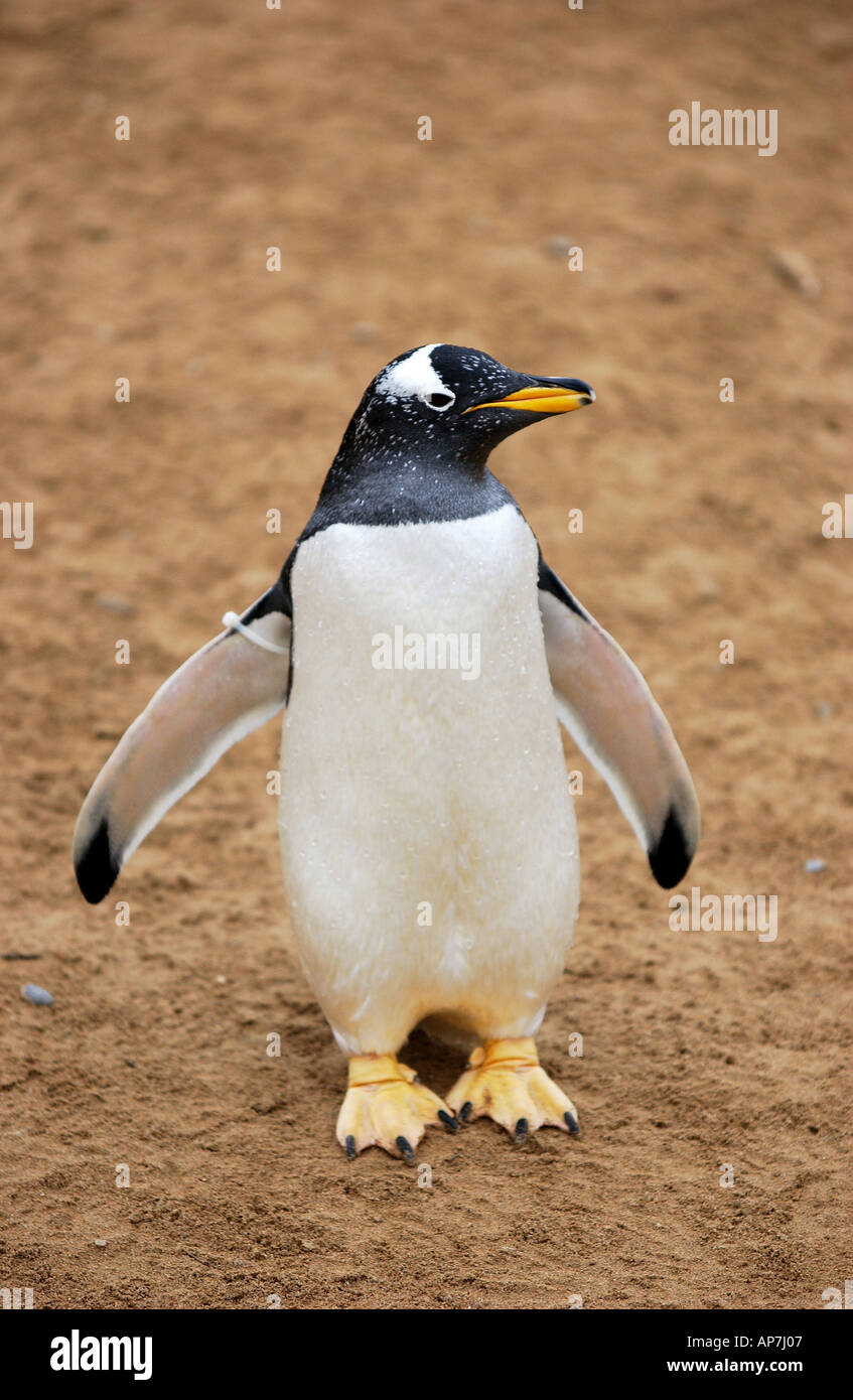 a penguin at Living Coasts Torquay Devon uk Stock Photo - Alamy