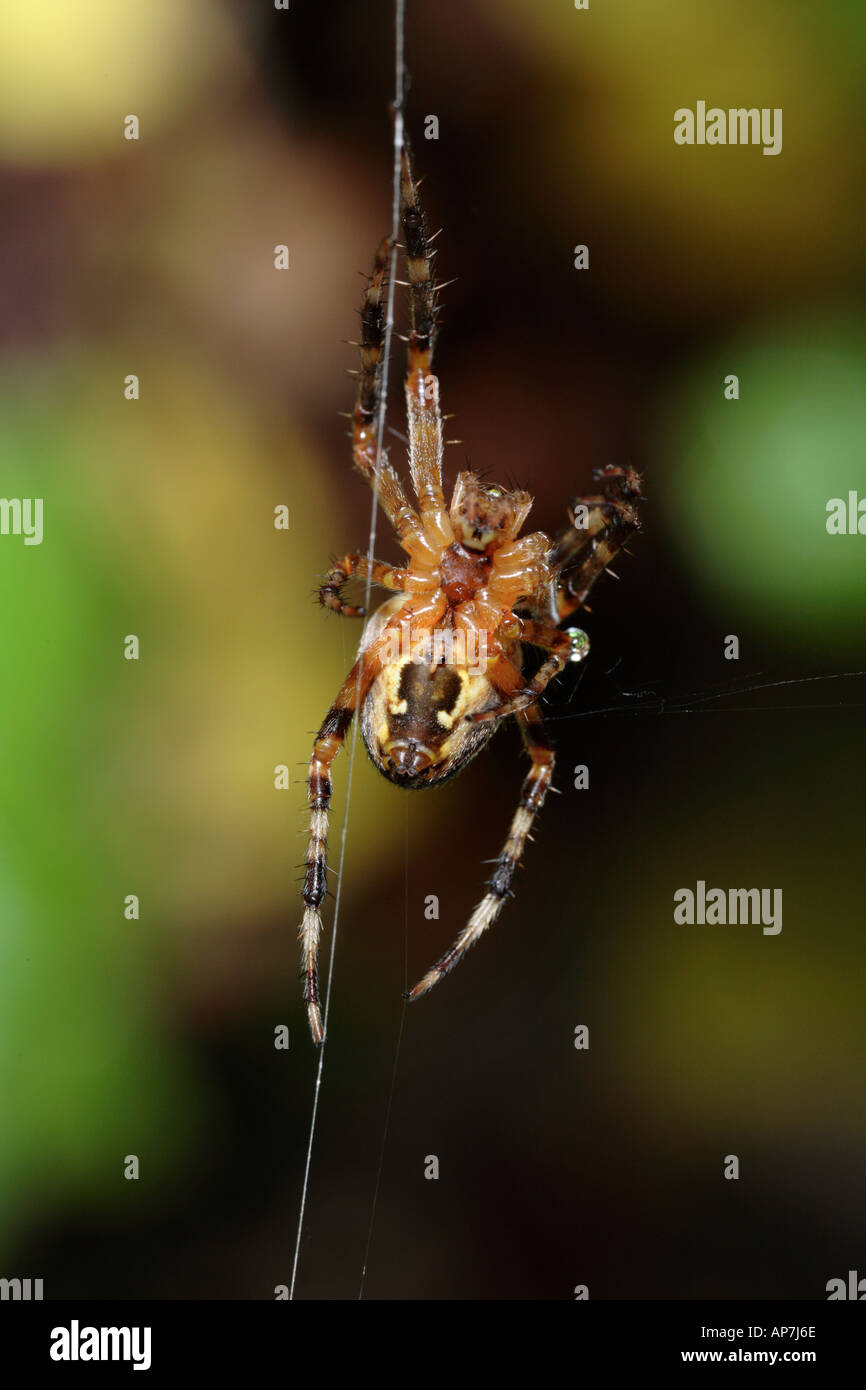 Spider stretching hi-res stock photography and images - Alamy