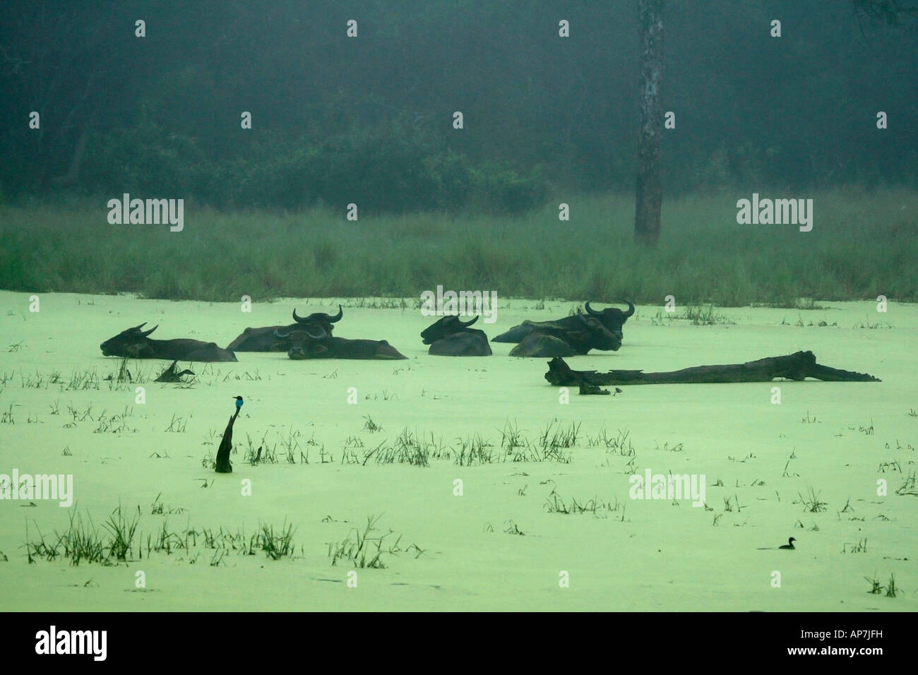 Water buffalo aka carabao, cooling down in a lake covered with floating ...