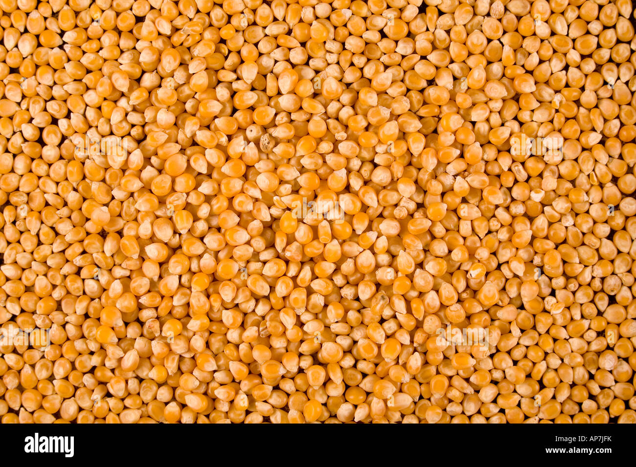 Full frame image of corn kernels Stock Photo - Alamy