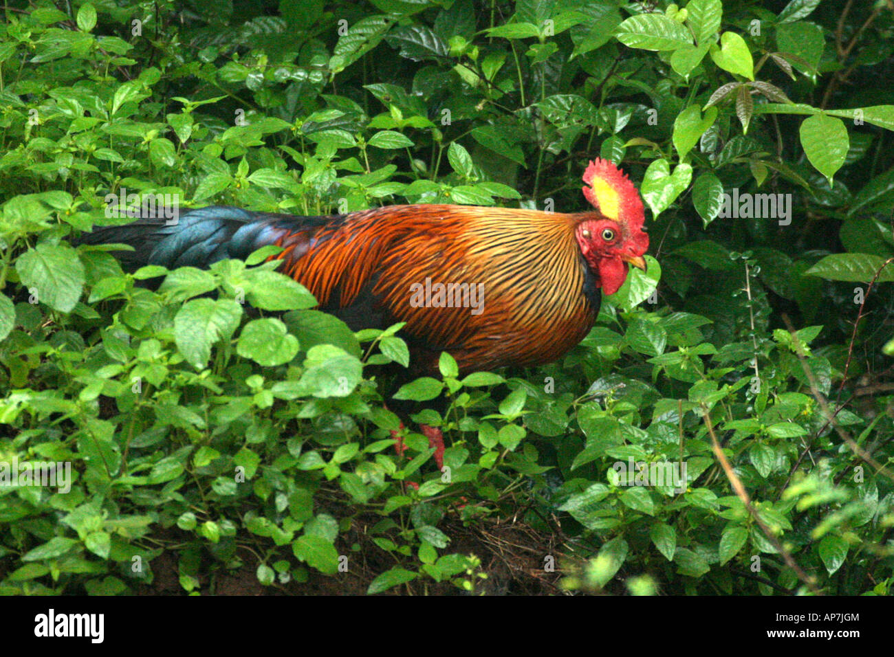 Junglefowl National Bird Sri Lanka High Resolution Stock Photography ...